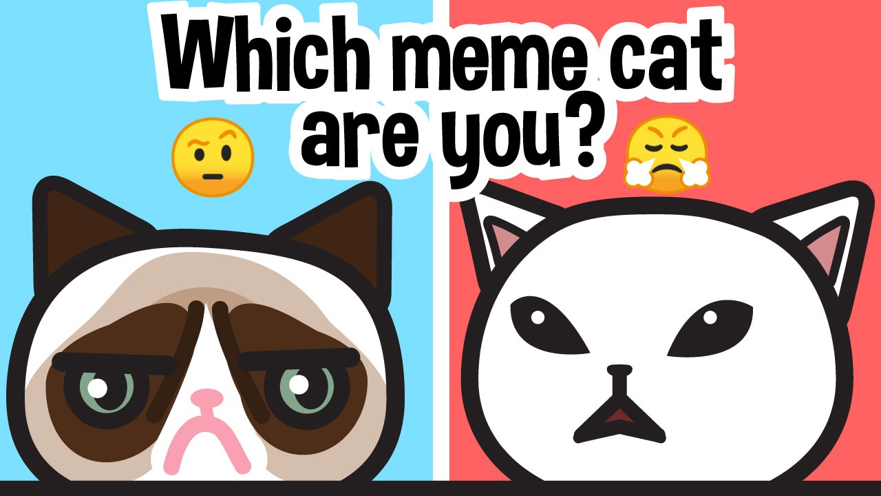 Which Meme Cat Are You? 🕹️ Jeux Gratuits sur Play123